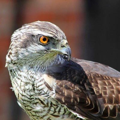 Fauna – Maestrazgo-Els Ports